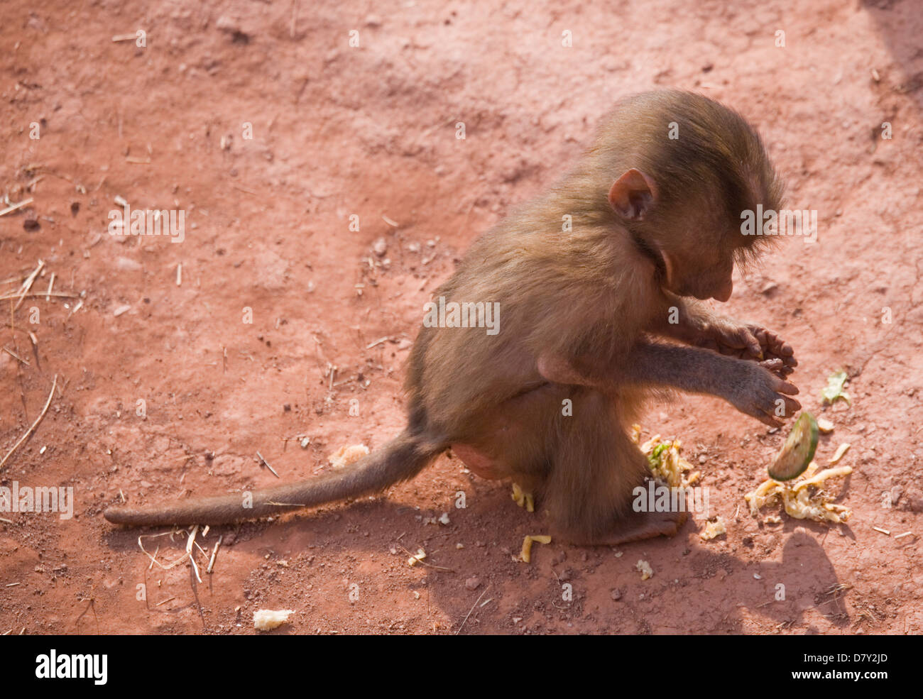 Baboon baby eating hi-res stock photography and images - Alamy