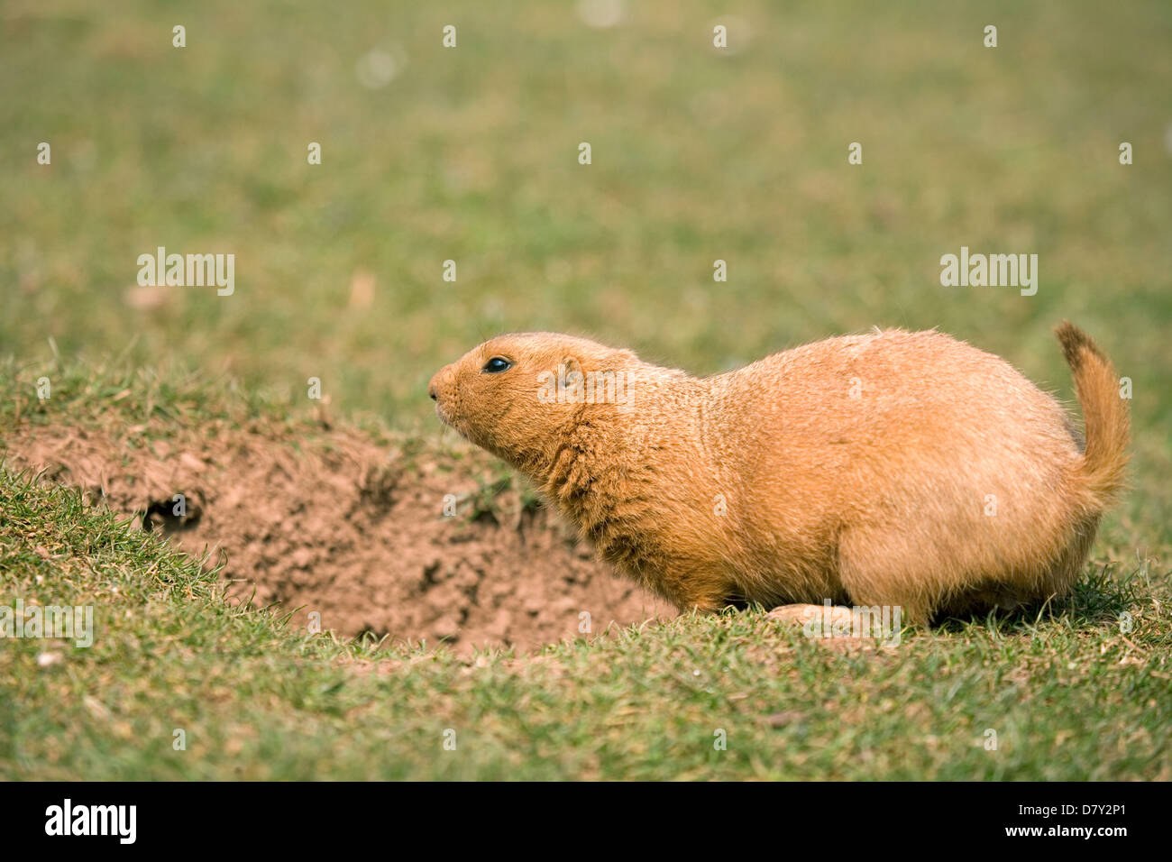 Prairie dog burrow underground hi-res stock photography and images - Alamy