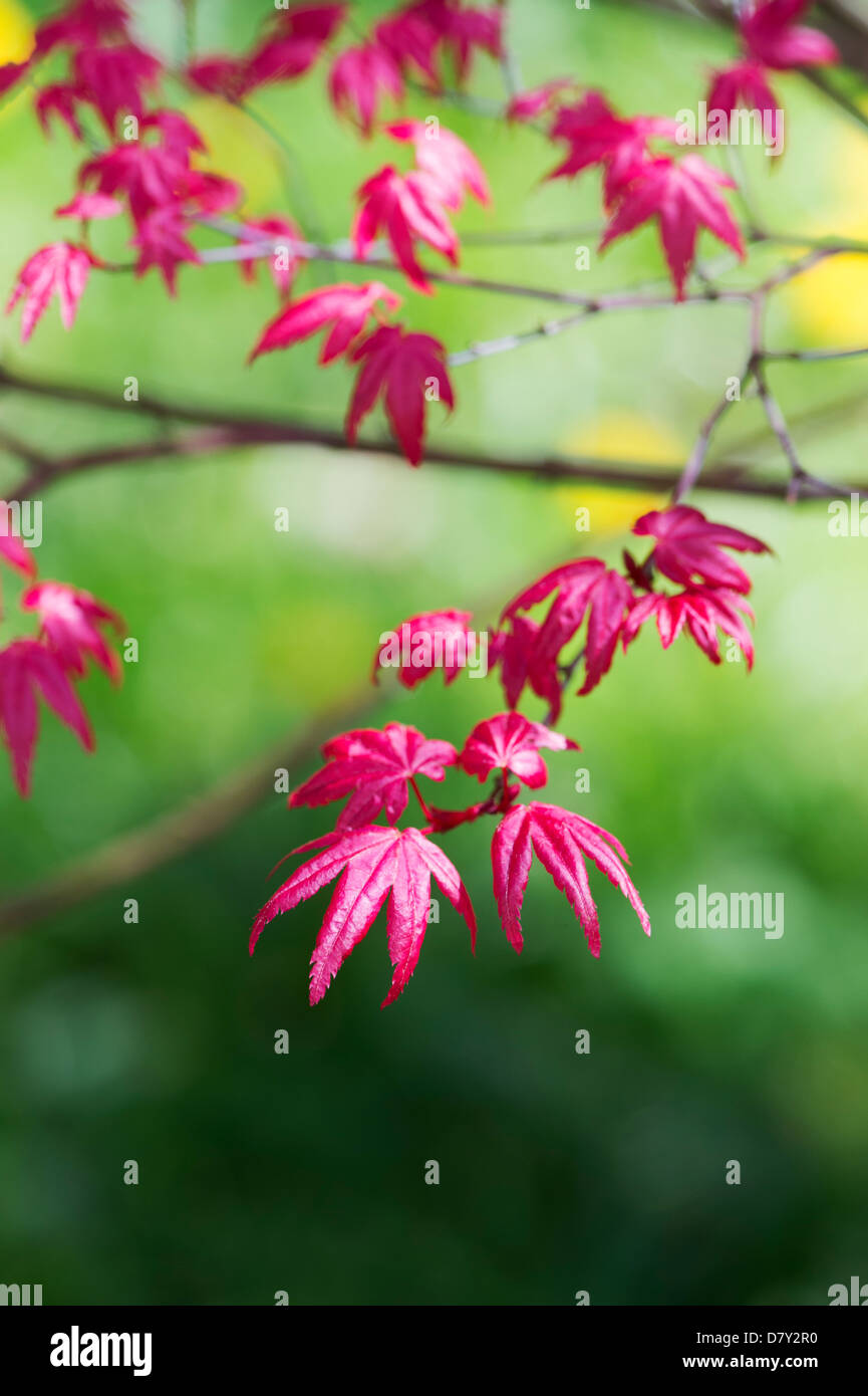 Acer palmatum Shin Chishio. Japanese maple tree Stock Photo - Alamy