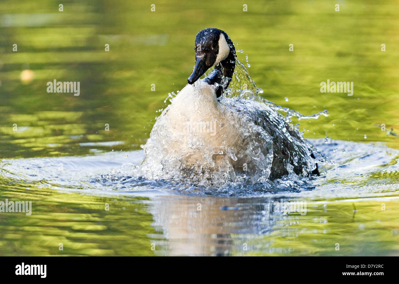 Canada goose preening behaviour hi-res stock photography and images - Alamy