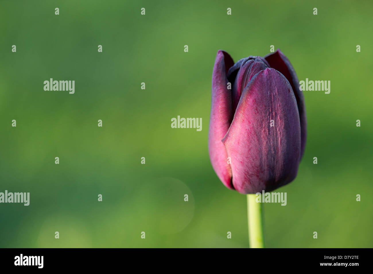 Queen of the night flower hi-res stock photography and images - Alamy