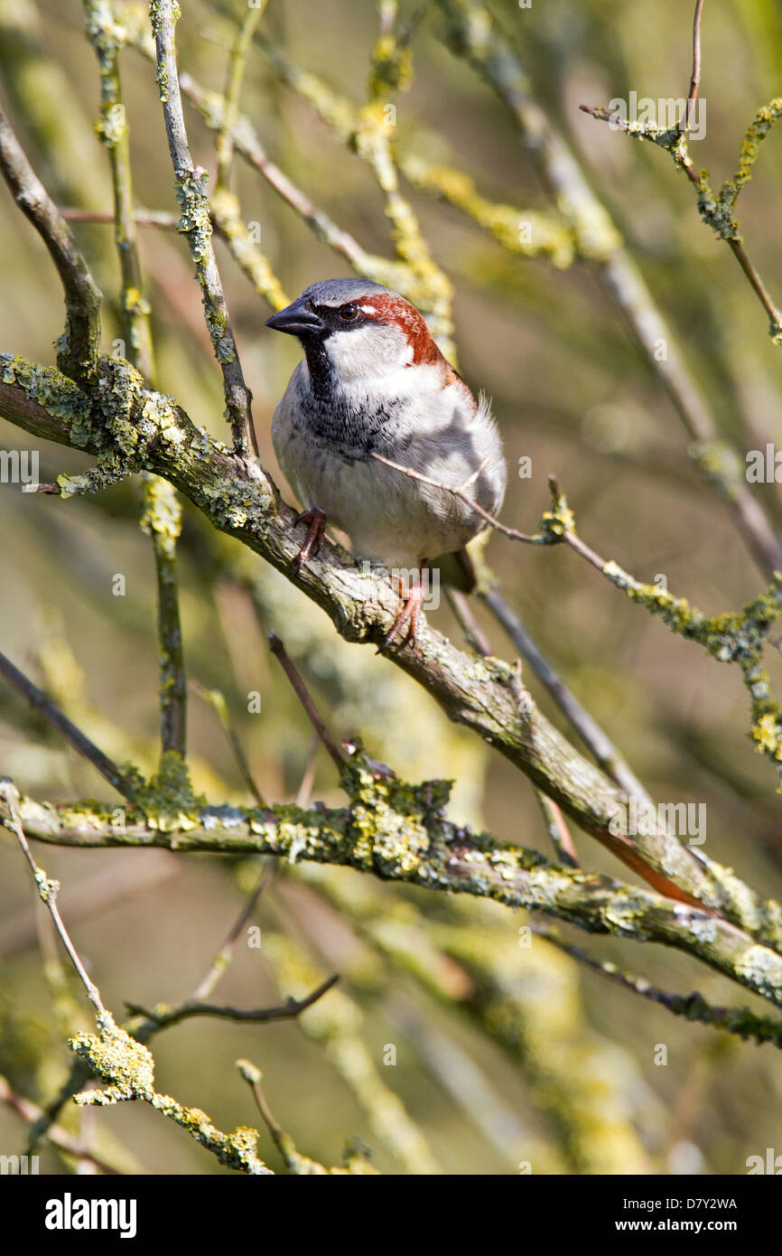 Sparrow size hi-res stock photography and images - Alamy