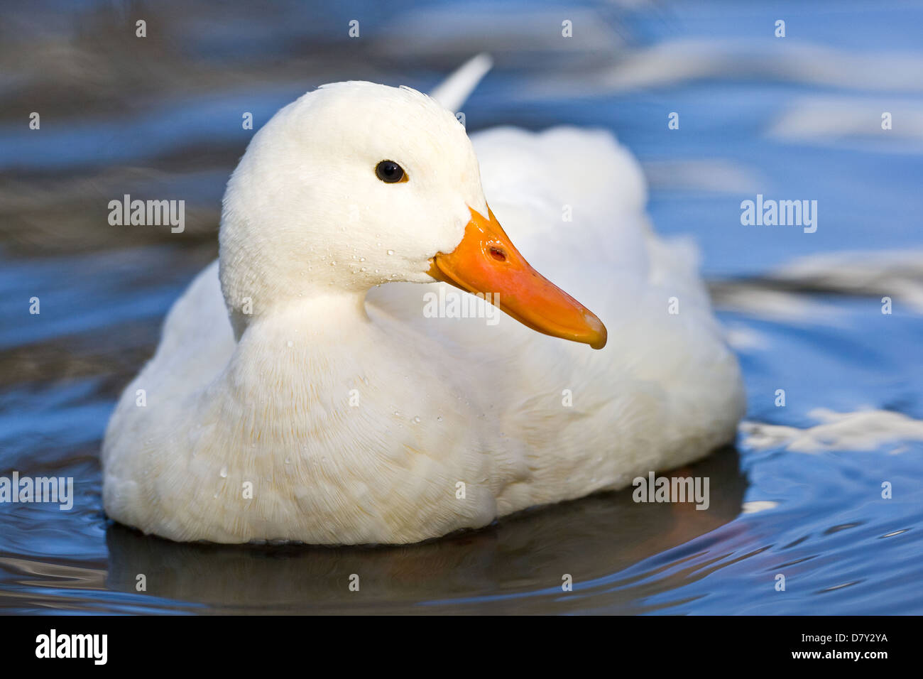 Pygmy duck hi-res stock photography and images - Alamy