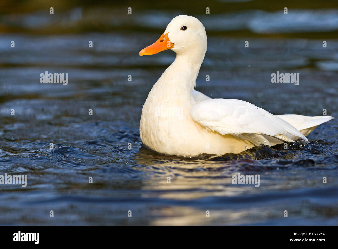 Pygmy duck hi-res stock photography and images - Alamy