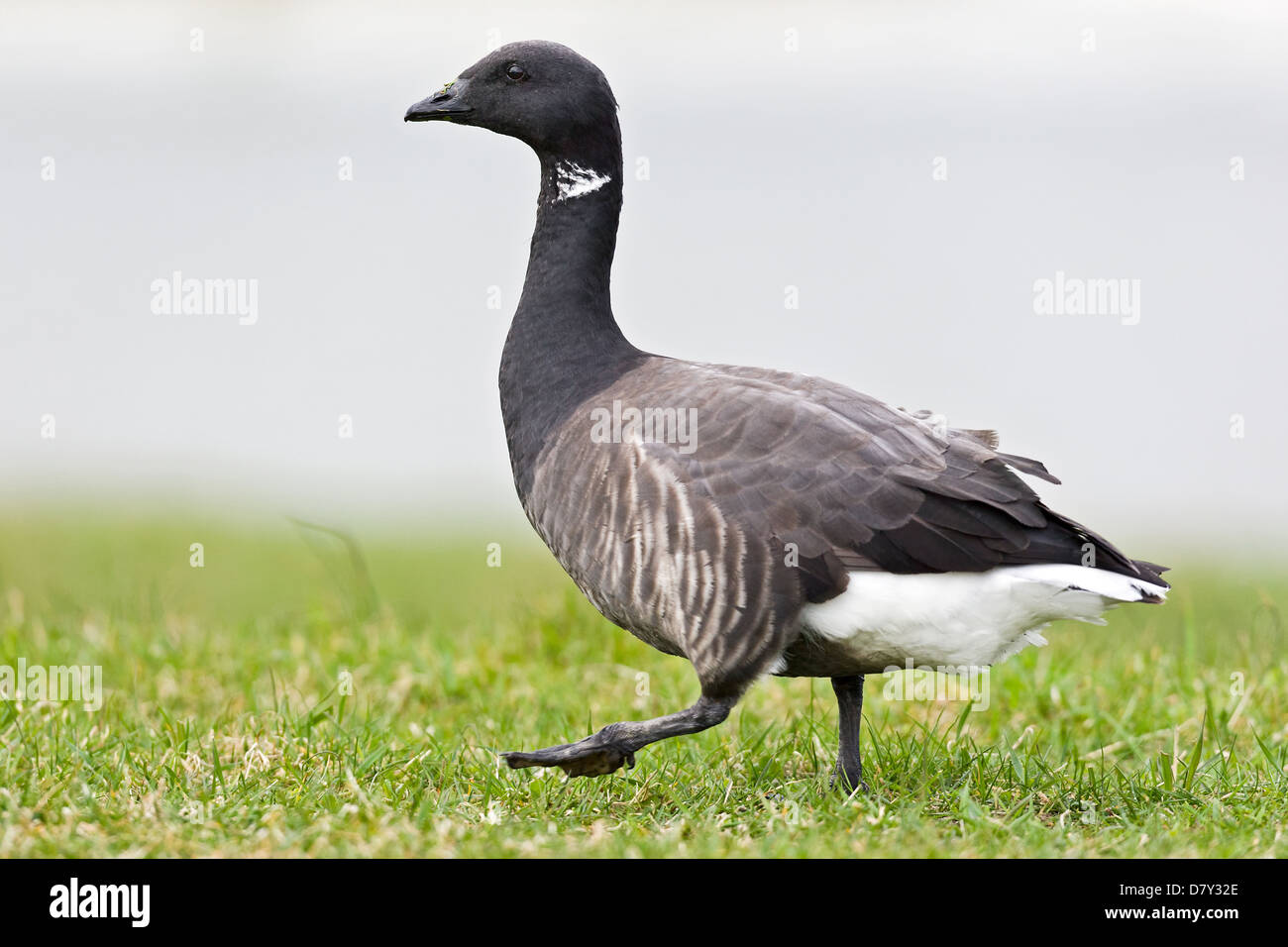 Brant bird hi-res stock photography and images - Alamy