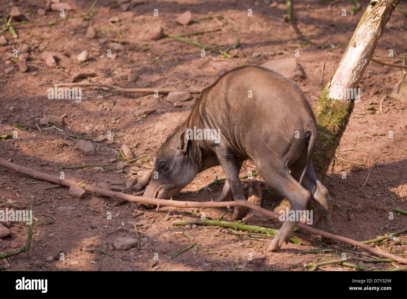 Babirusa hi-res stock photography and images - Alamy