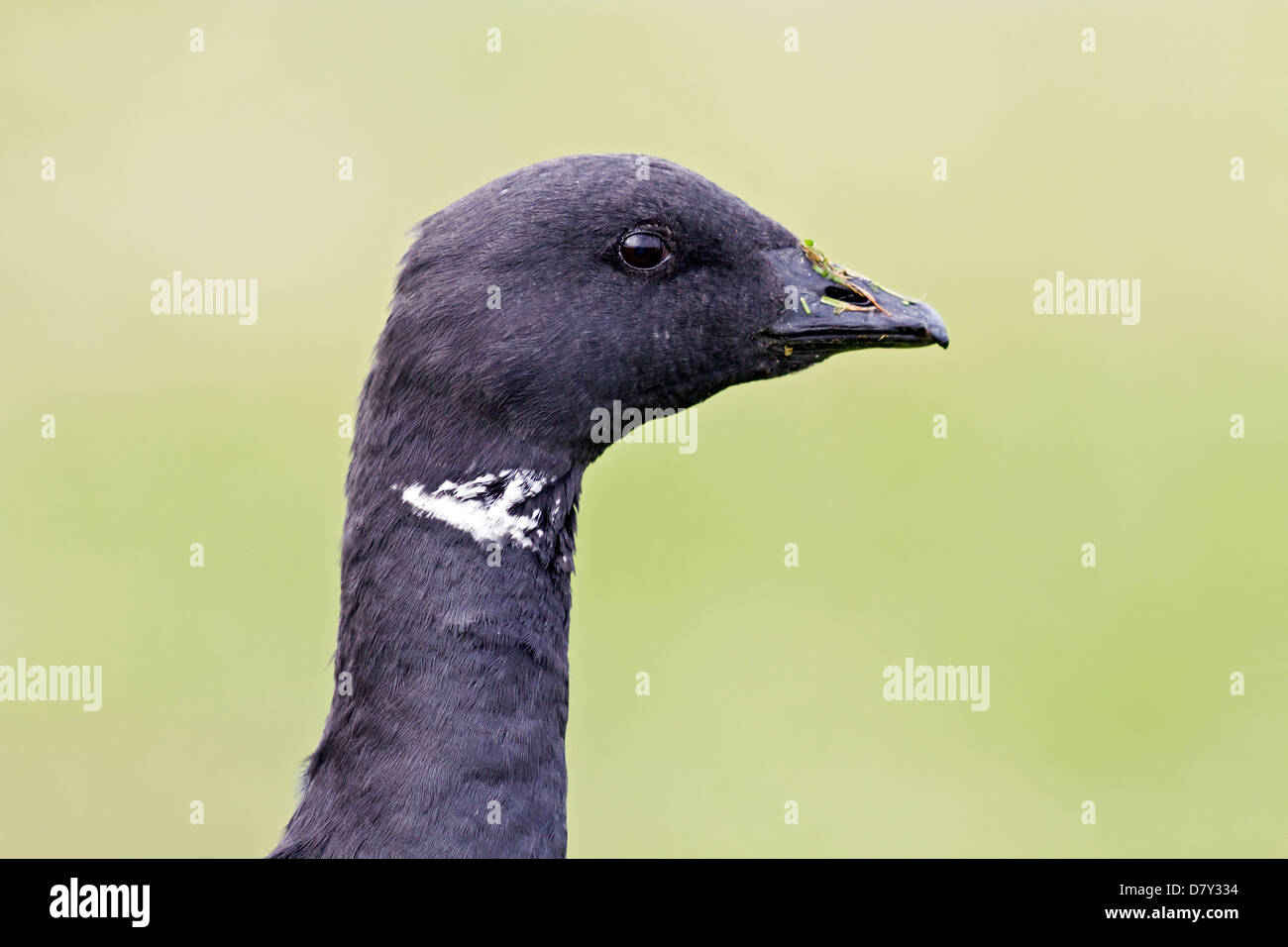 Brent Goose Portrait High Resolution Stock Photography and Images - Alamy