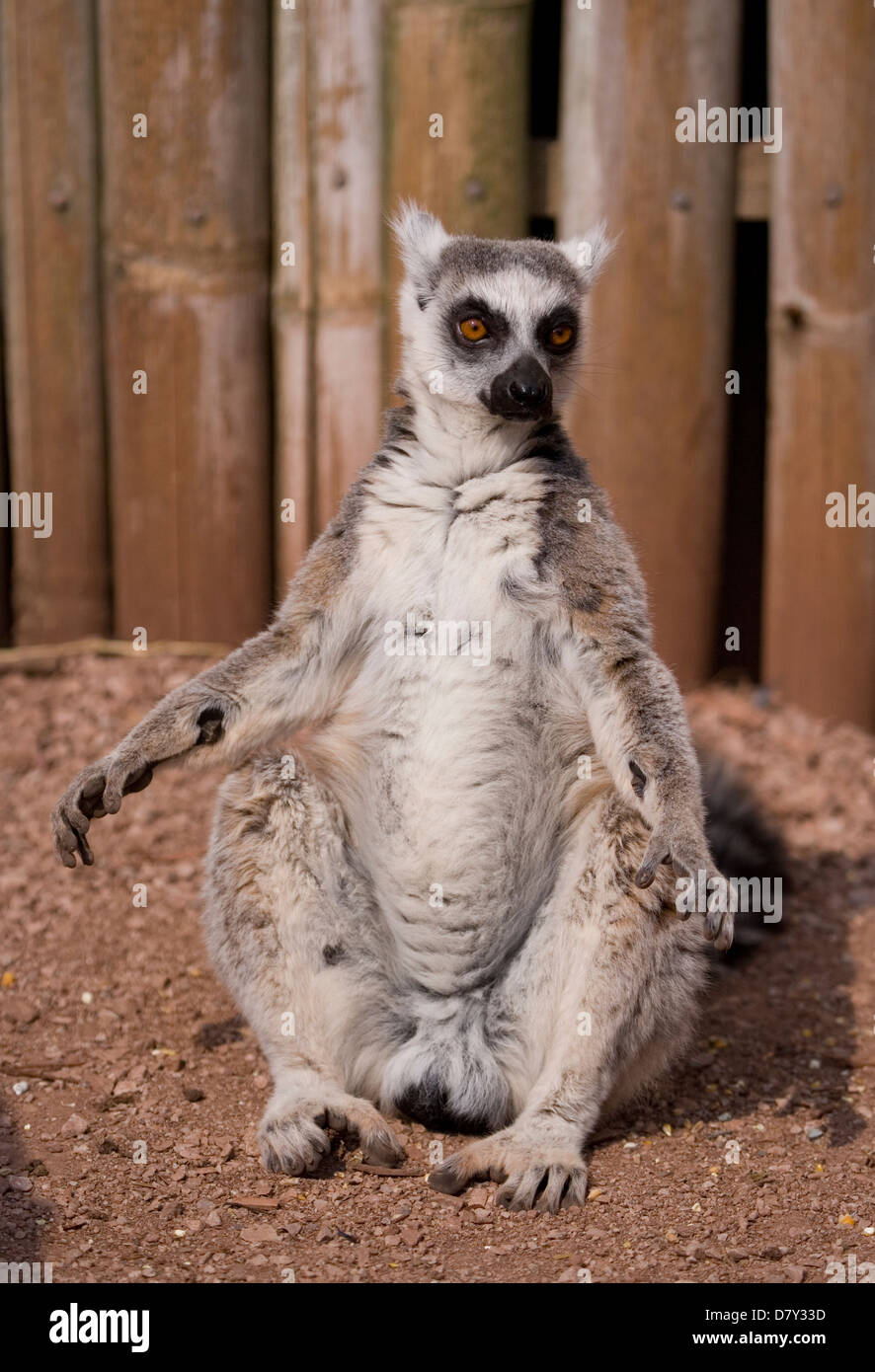 Sunbathing uk hi-res stock photography and images - Alamy