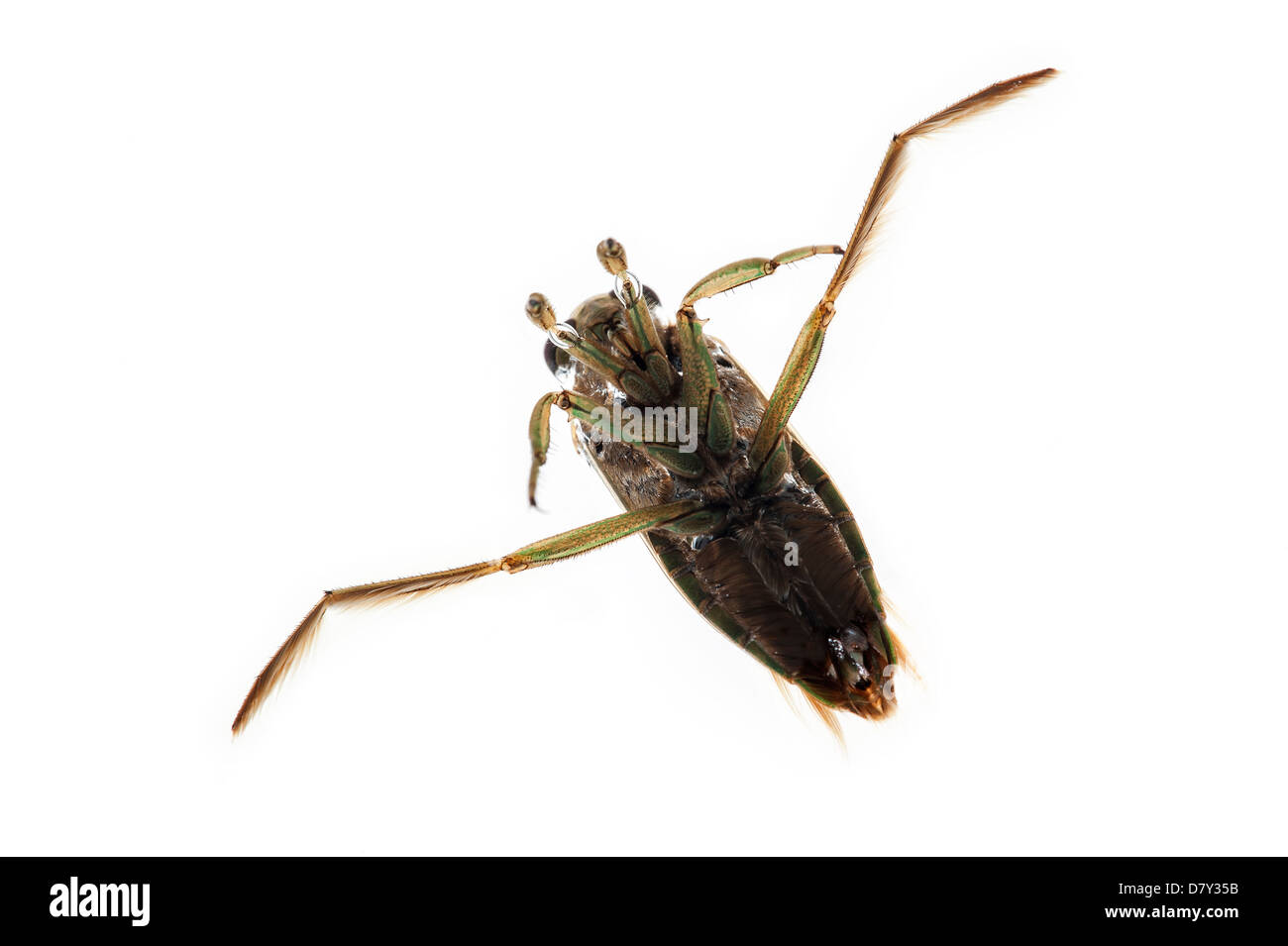 Spotted backswimmer / Mottled backswimmer / Peppered water boatman ...