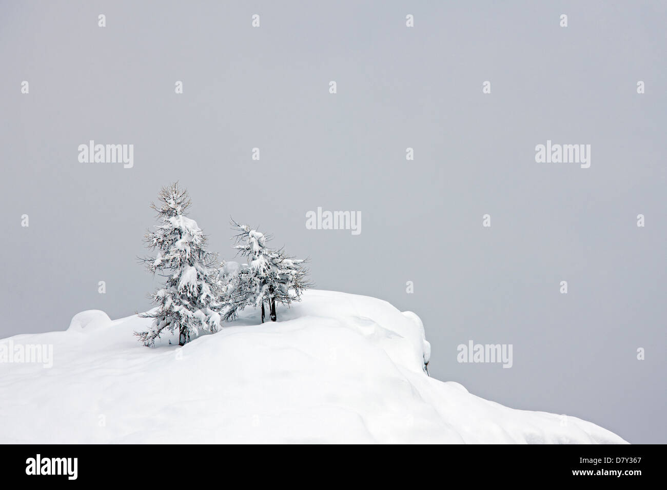 European Larch High Resolution Stock Photography and Images - Alamy