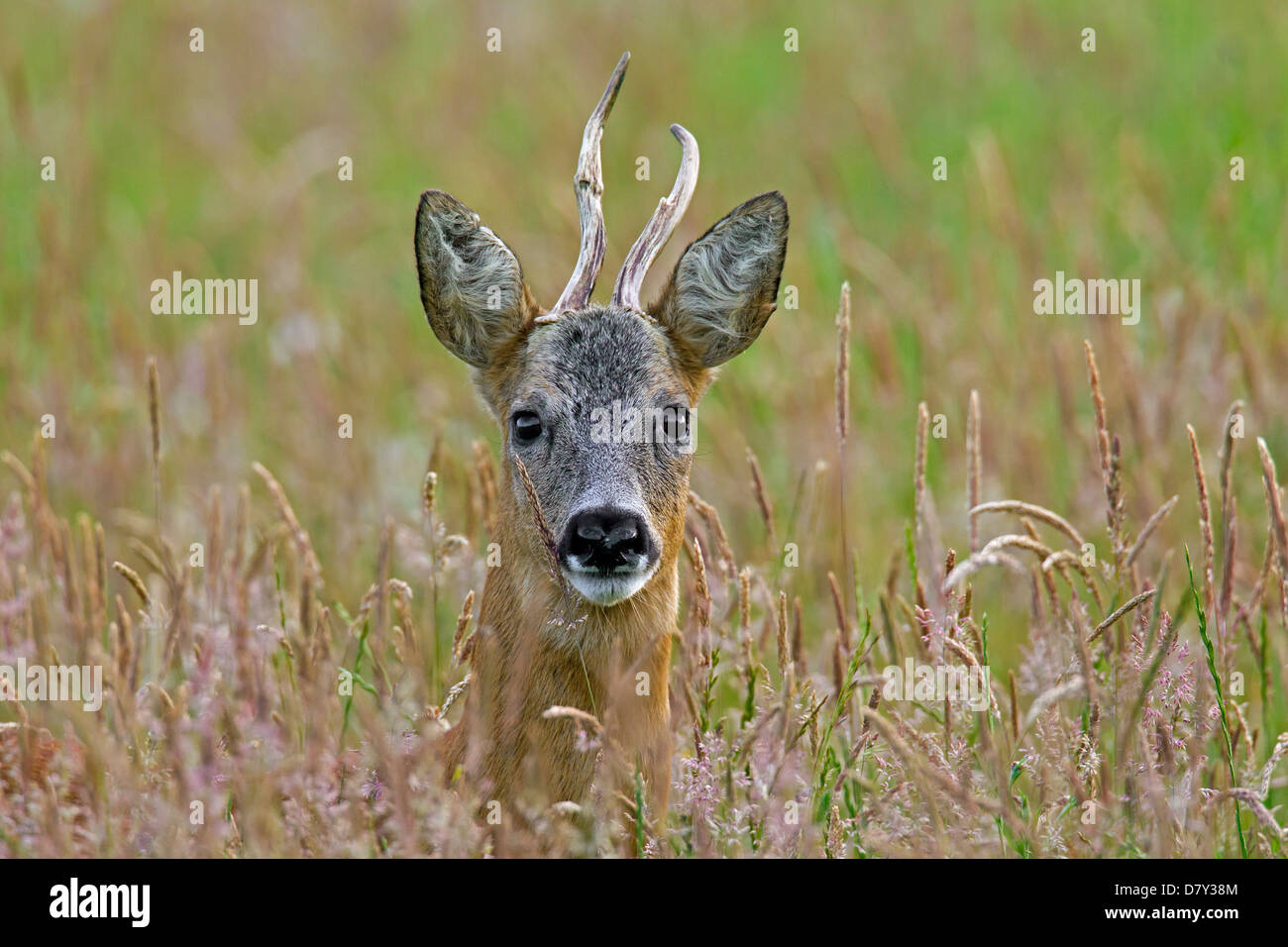 Roe deer (Capreolus capreolus) roebuck with deformed antler in ...