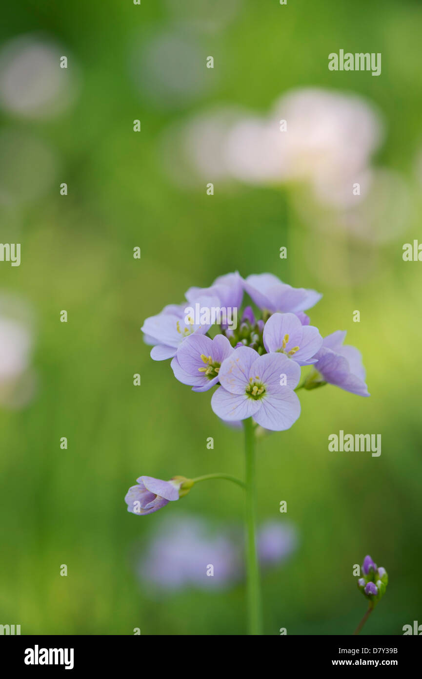 Cardamine pratensis. Ladys smock / Cuckoo flower wildflower in the ...