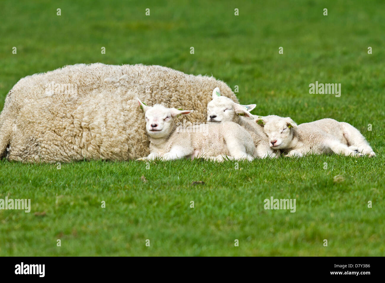 Outdoor sheep asleep hi-res stock photography and images - Alamy