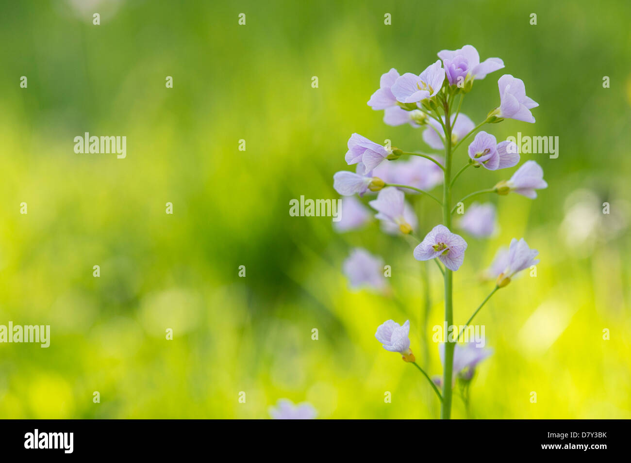 Cardamine pratensis. Ladys smock / Cuckoo flower wildflower in the ...