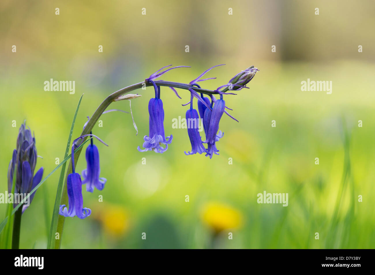 Hyacinthoides non scripta. Bluebell flower in an English woodland Stock ...