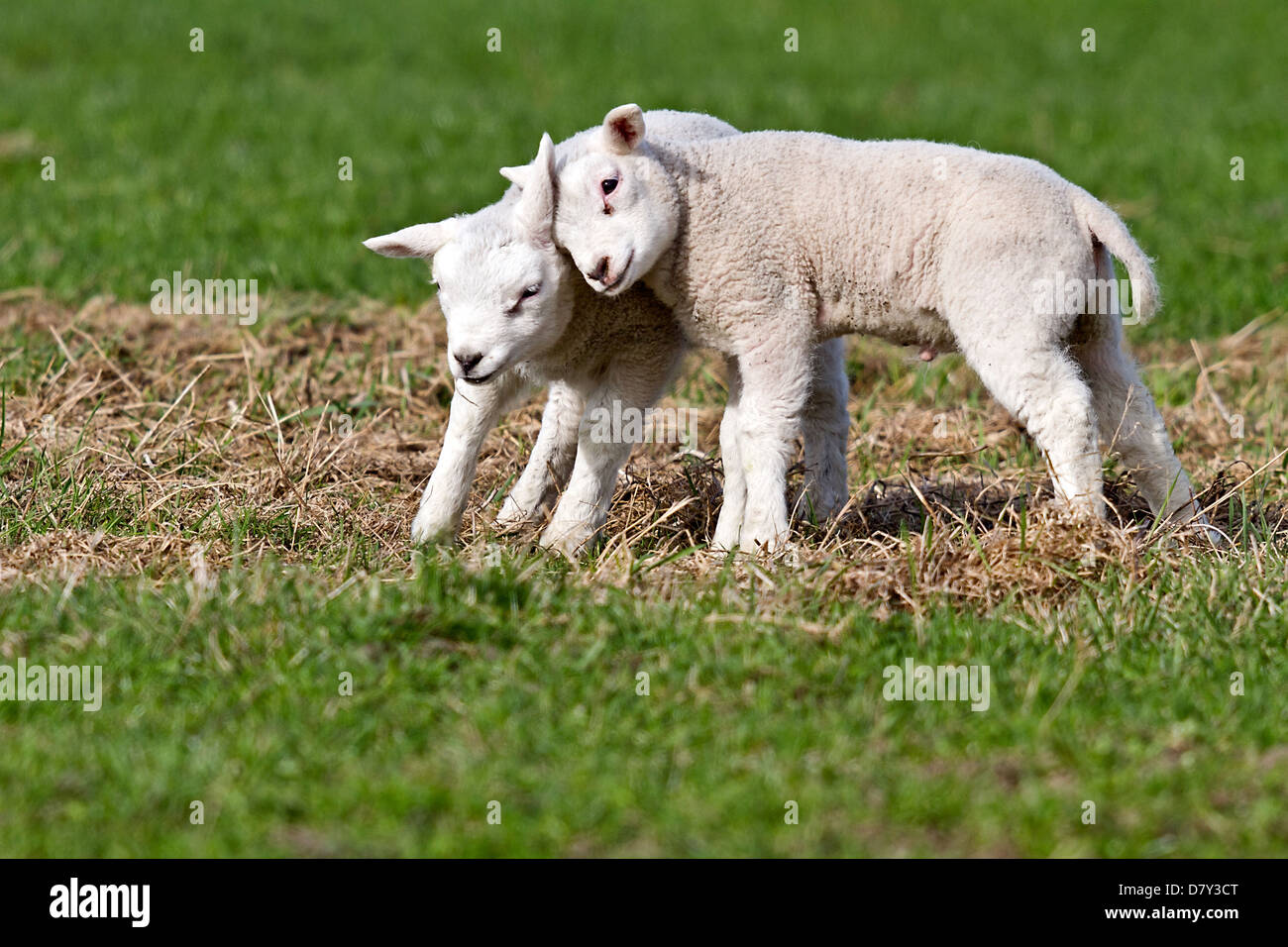 Lambs sheep playing in grass hi-res stock photography and images - Alamy