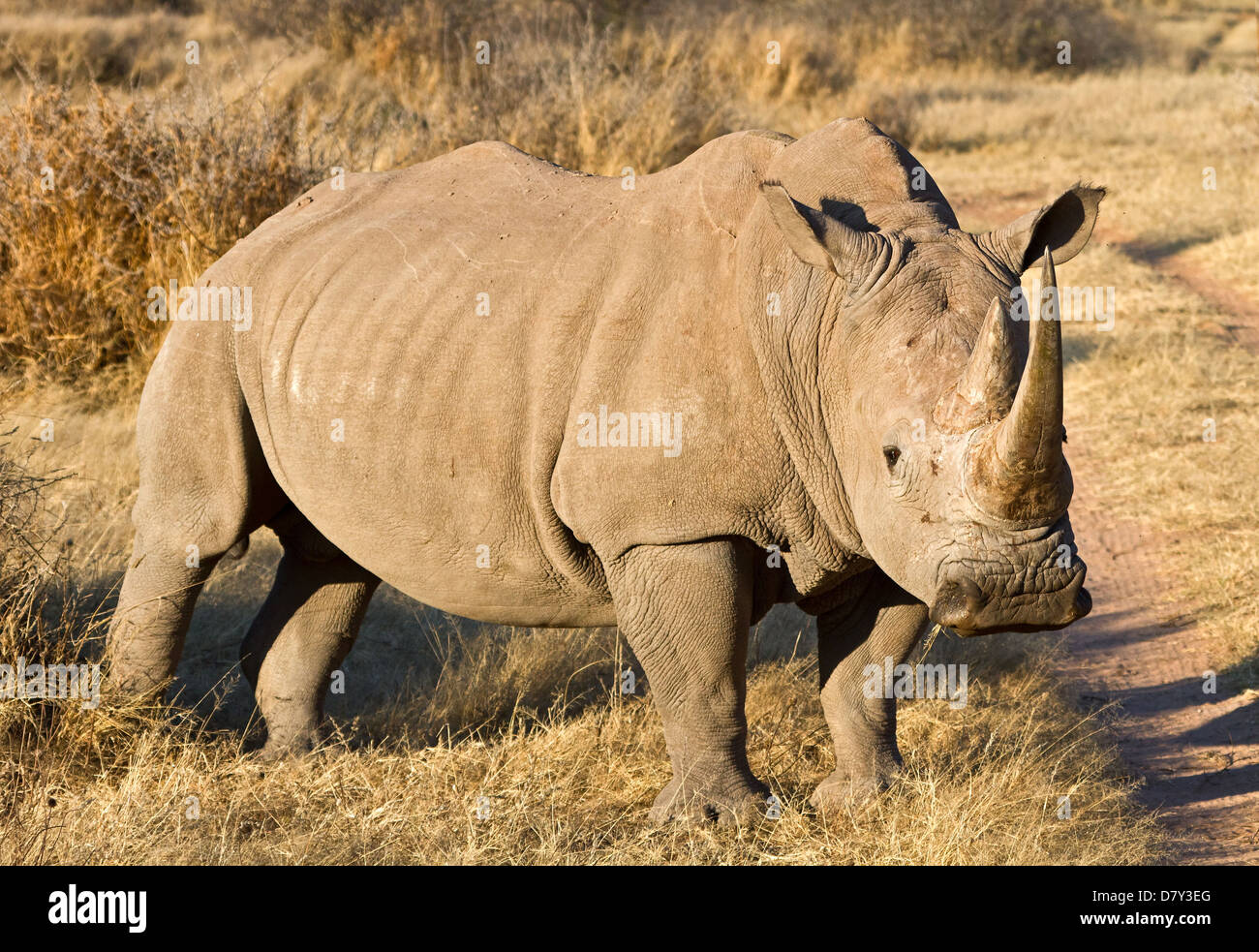 square-lipped white rhino Stock Photo - Alamy