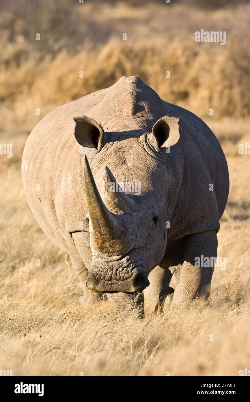 square-lipped white rhino Stock Photo - Alamy