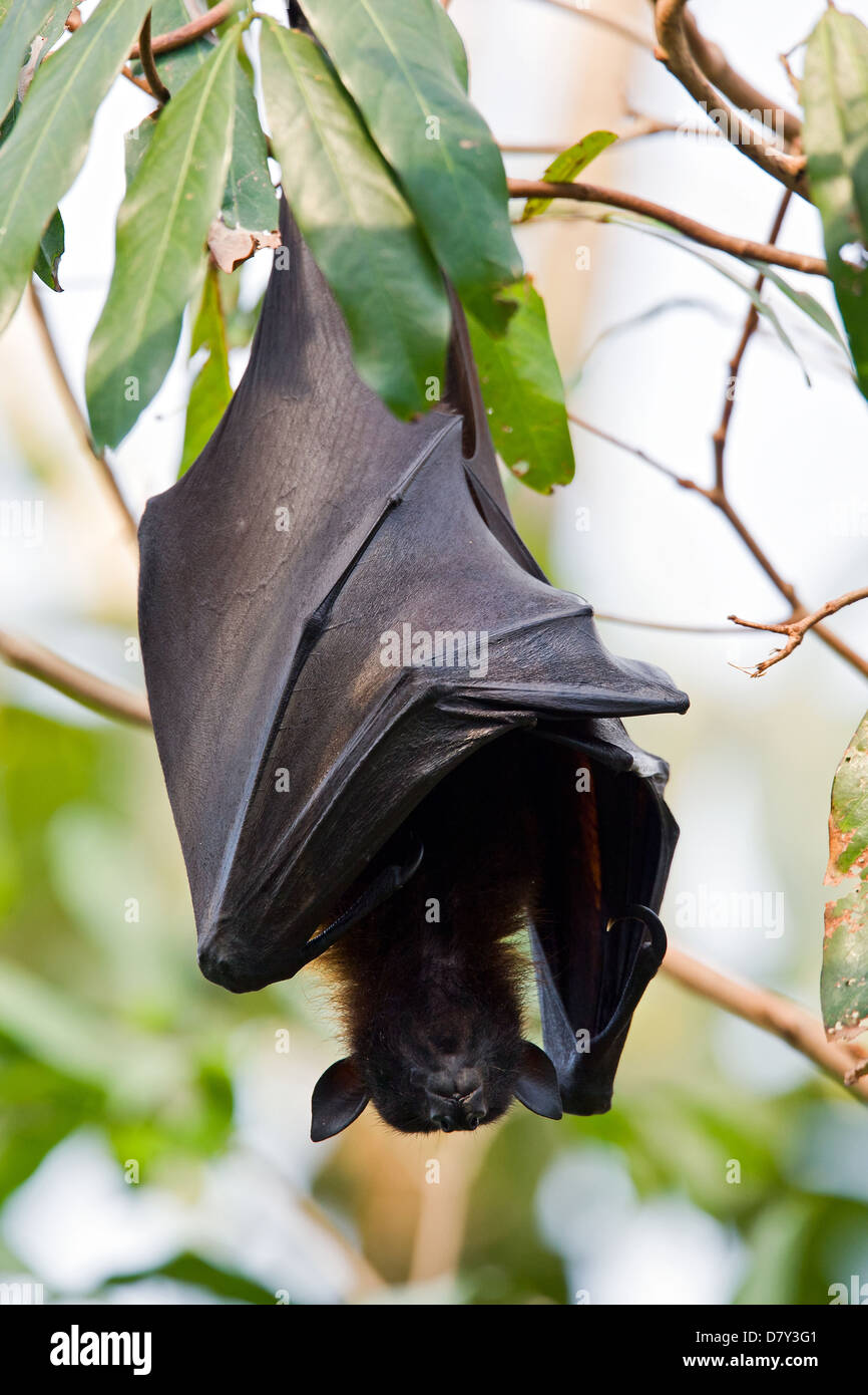 Fruitbat hi-res stock photography and images - Alamy