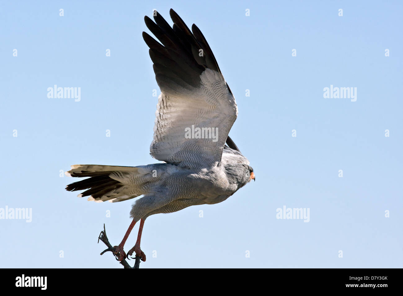 Goshawk micronisus gabar bird prey hi-res stock photography and images ...