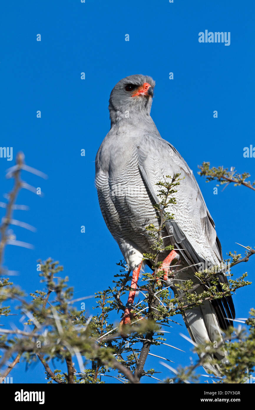 Gabar goshawk micronisus gabar hi-res stock photography and images - Alamy