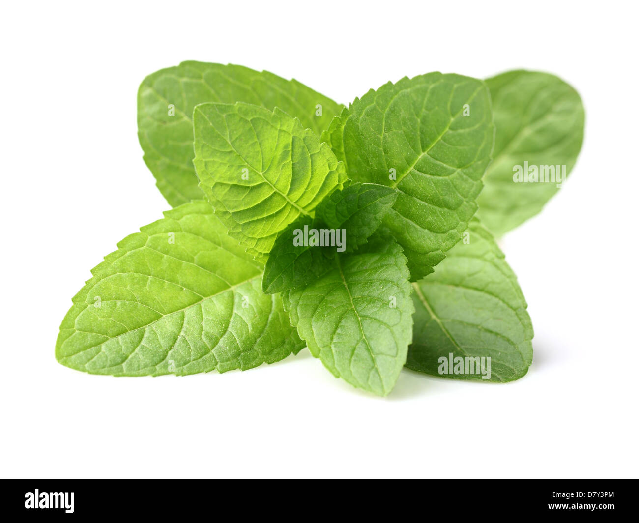 Closeup mint hi-res stock photography and images - Alamy