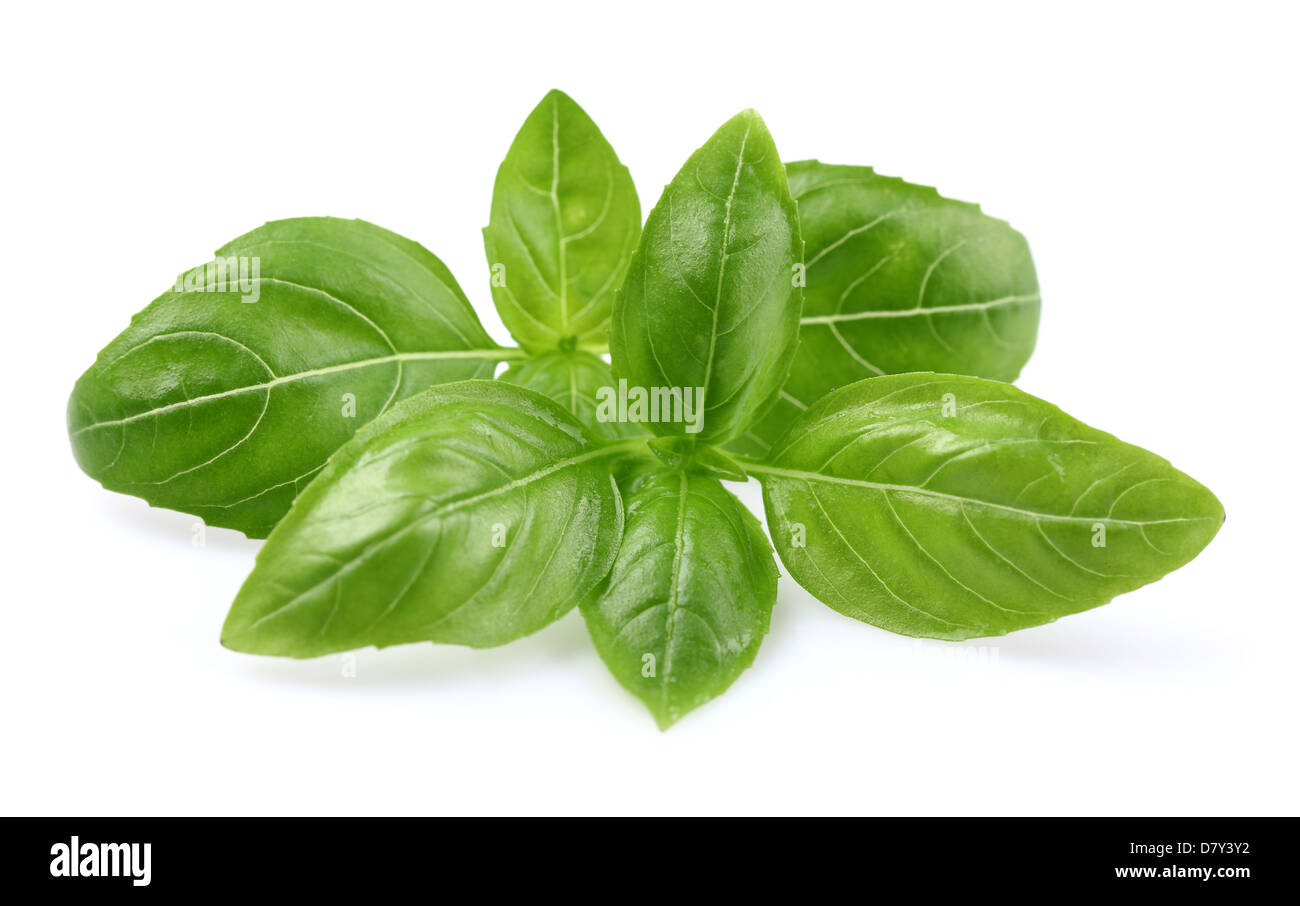 Basil leaves hi-res stock photography and images - Alamy