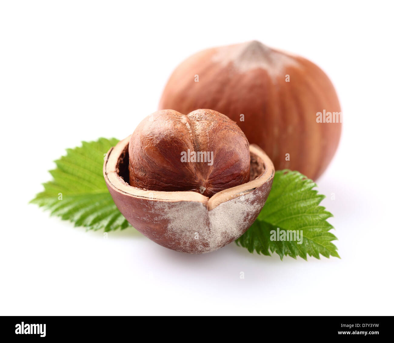 Filbert leaf hi-res stock photography and images - Alamy