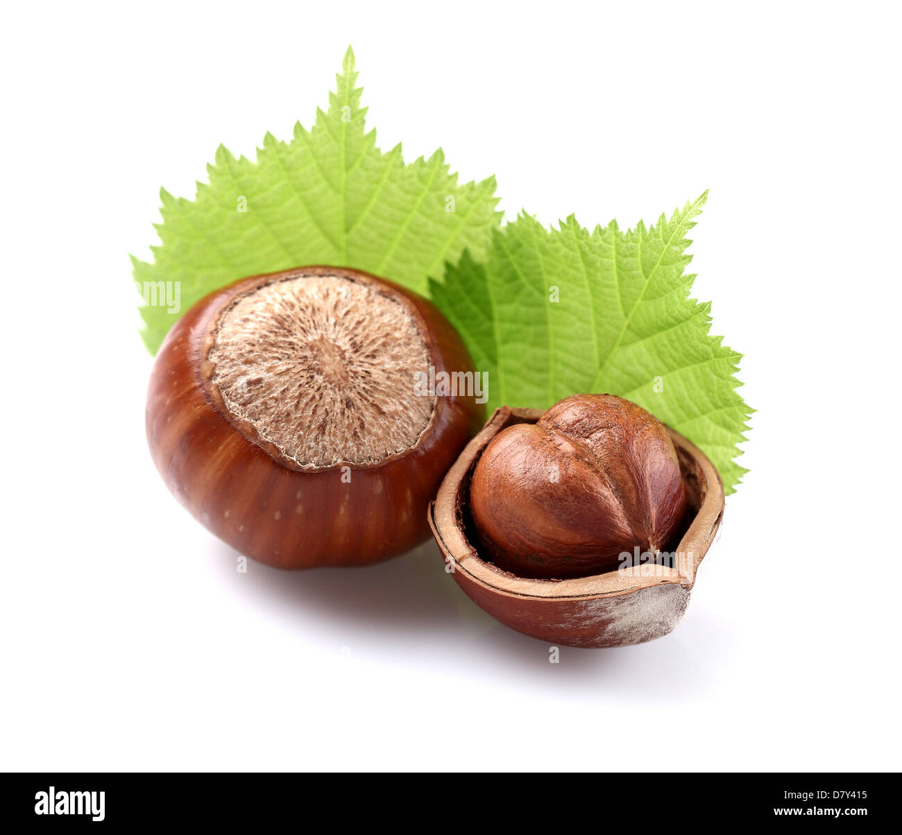 Hazelnuts with leaves on white hi-res stock photography and images - Alamy