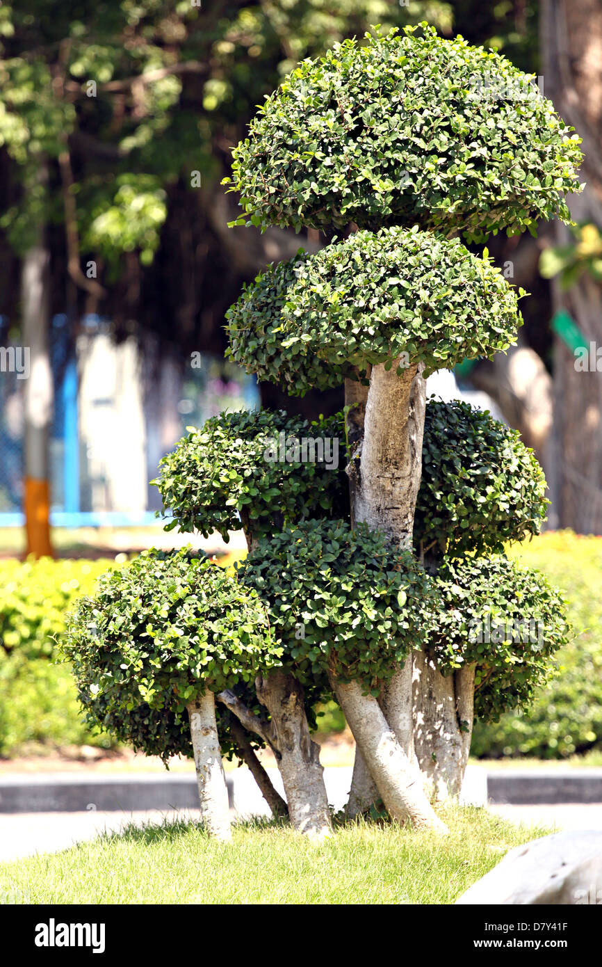 The Trees trimmed to look beautiful Stock Photo - Alamy