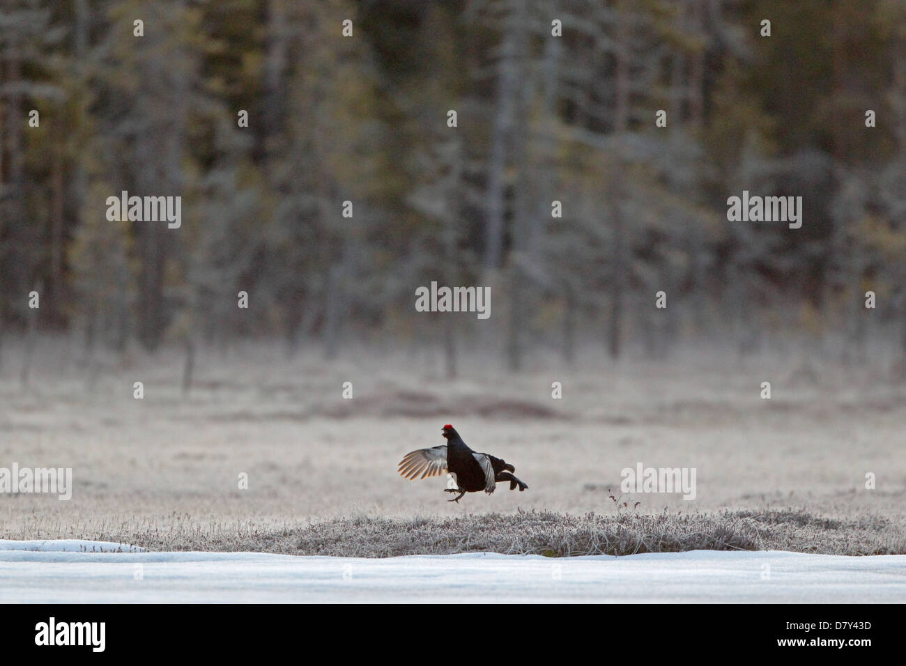 Lek black grouse hi-res stock photography and images - Alamy
