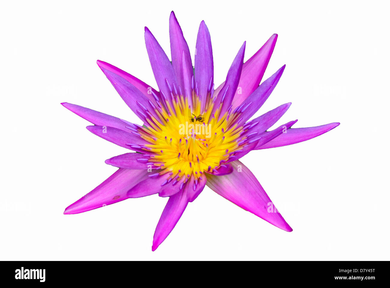 Pink water surface Cut Out Stock Images & Pictures - Alamy