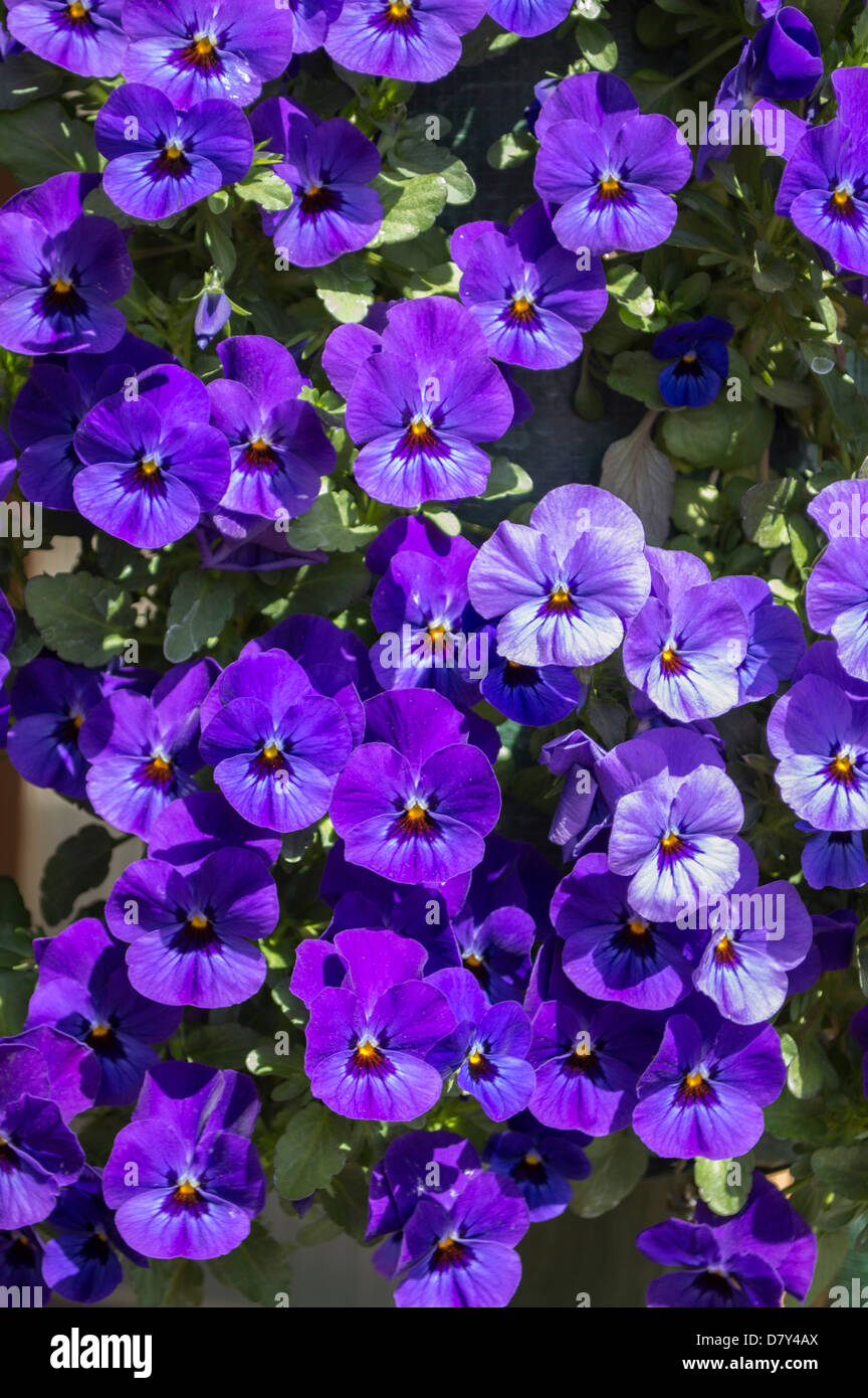 pink viola with green leaves Stock Photo - Alamy