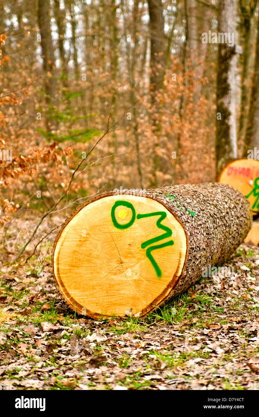 Timber wood hi-res stock photography and images - Alamy