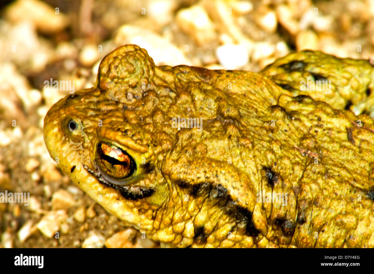 Big cane toad hi-res stock photography and images - Alamy