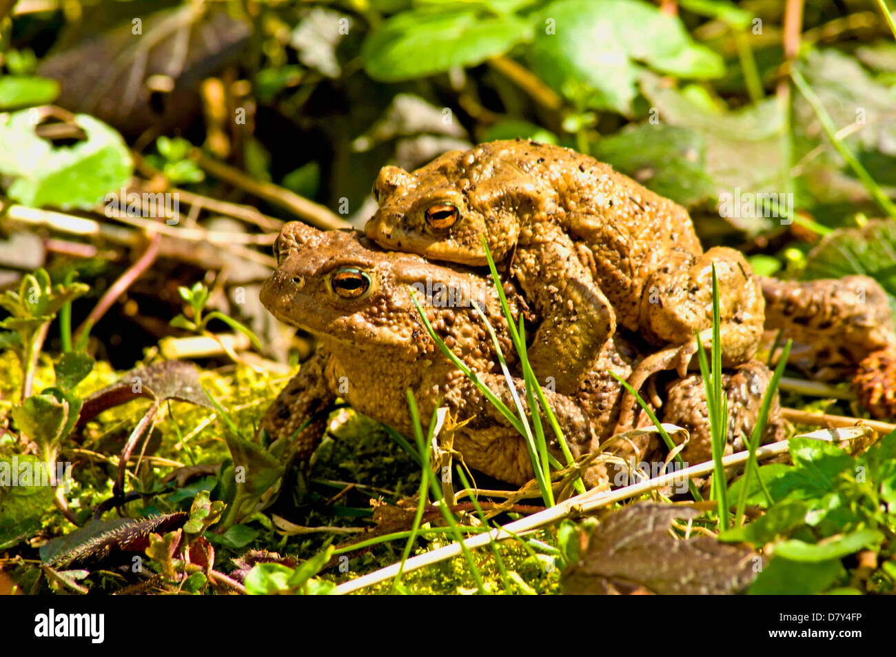 Toad on its back hi-res stock photography and images - Alamy