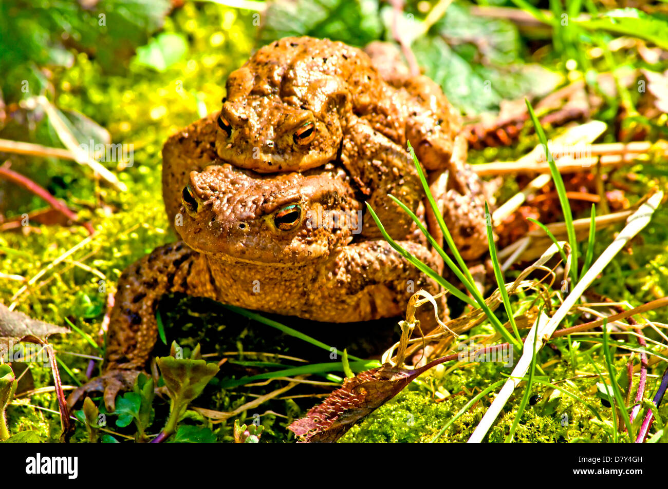 Common toad with partner on back Stock Photo - Alamy