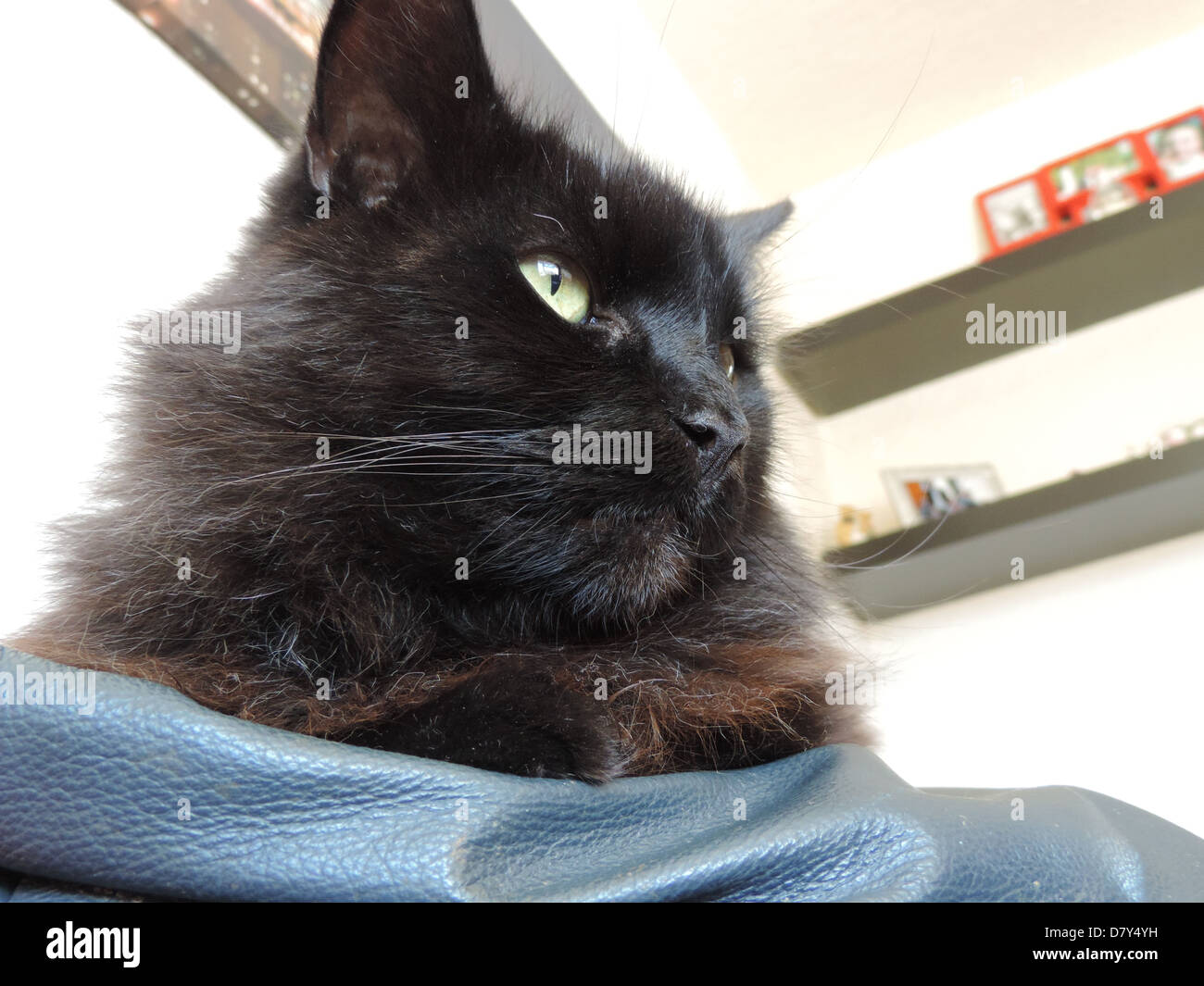 An Old Cat Stock Photo - Alamy