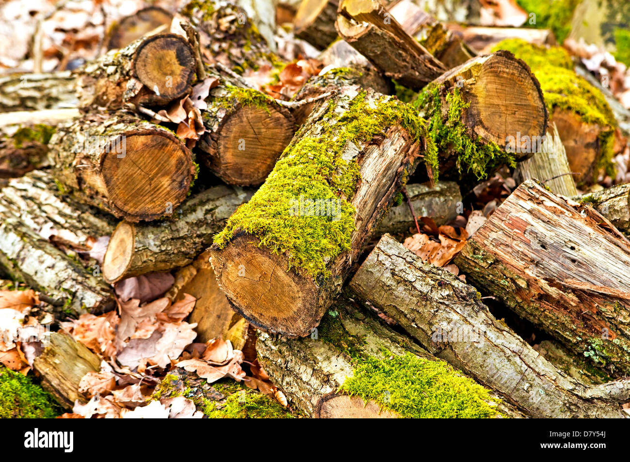Deadwood dead wood hi-res stock photography and images - Alamy