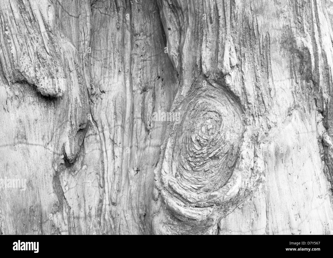 Tree Rings Black and White Stock Photos & Images - Alamy