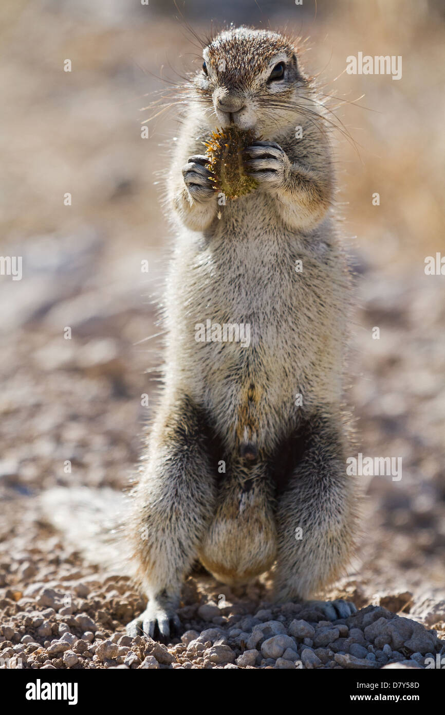 African ground squirrel standing hi-res stock photography and images ...