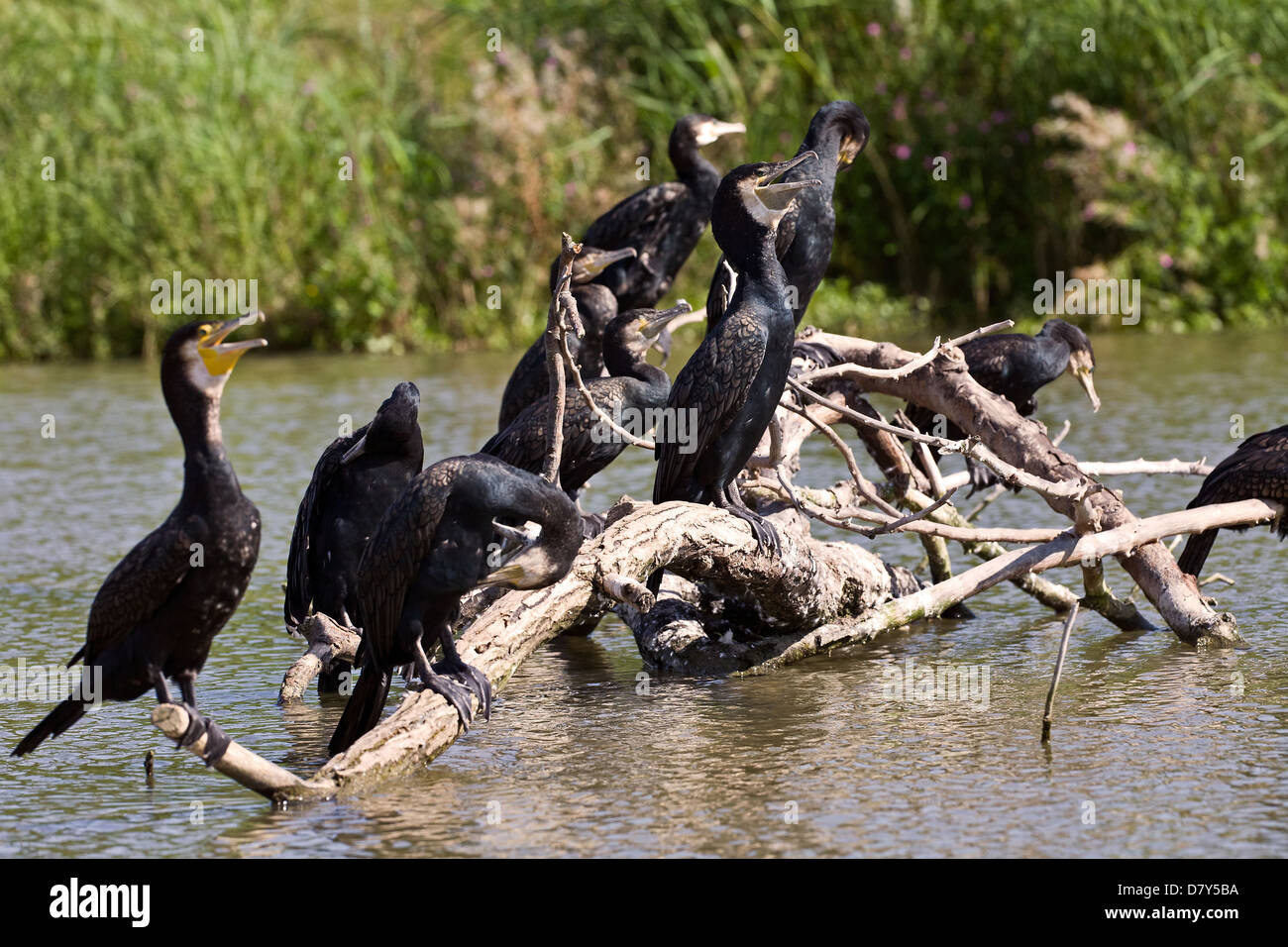 Raven preening hi-res stock photography and images - Alamy