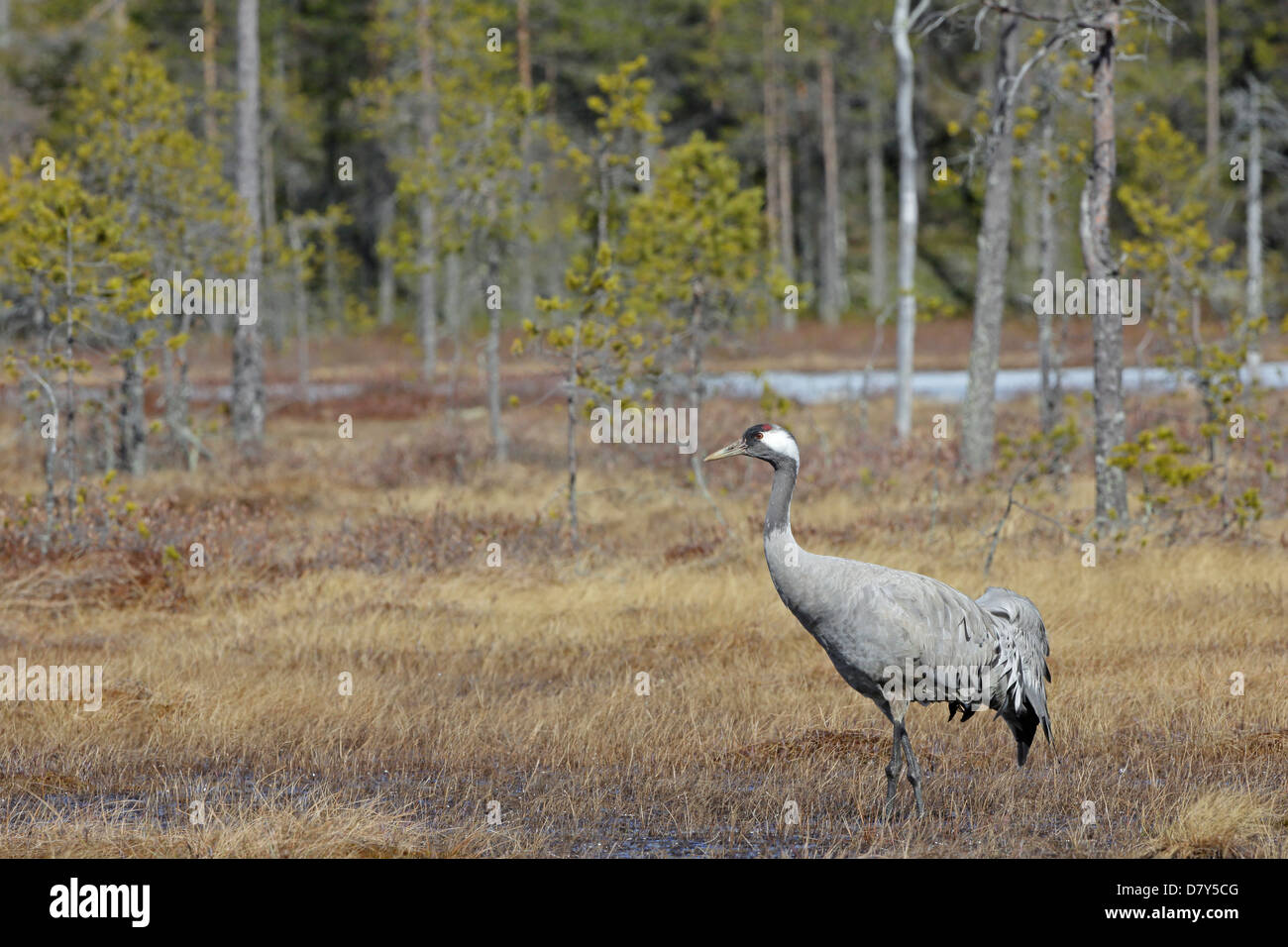 Common Crane on a swamp in Finland Stock Photo - Alamy