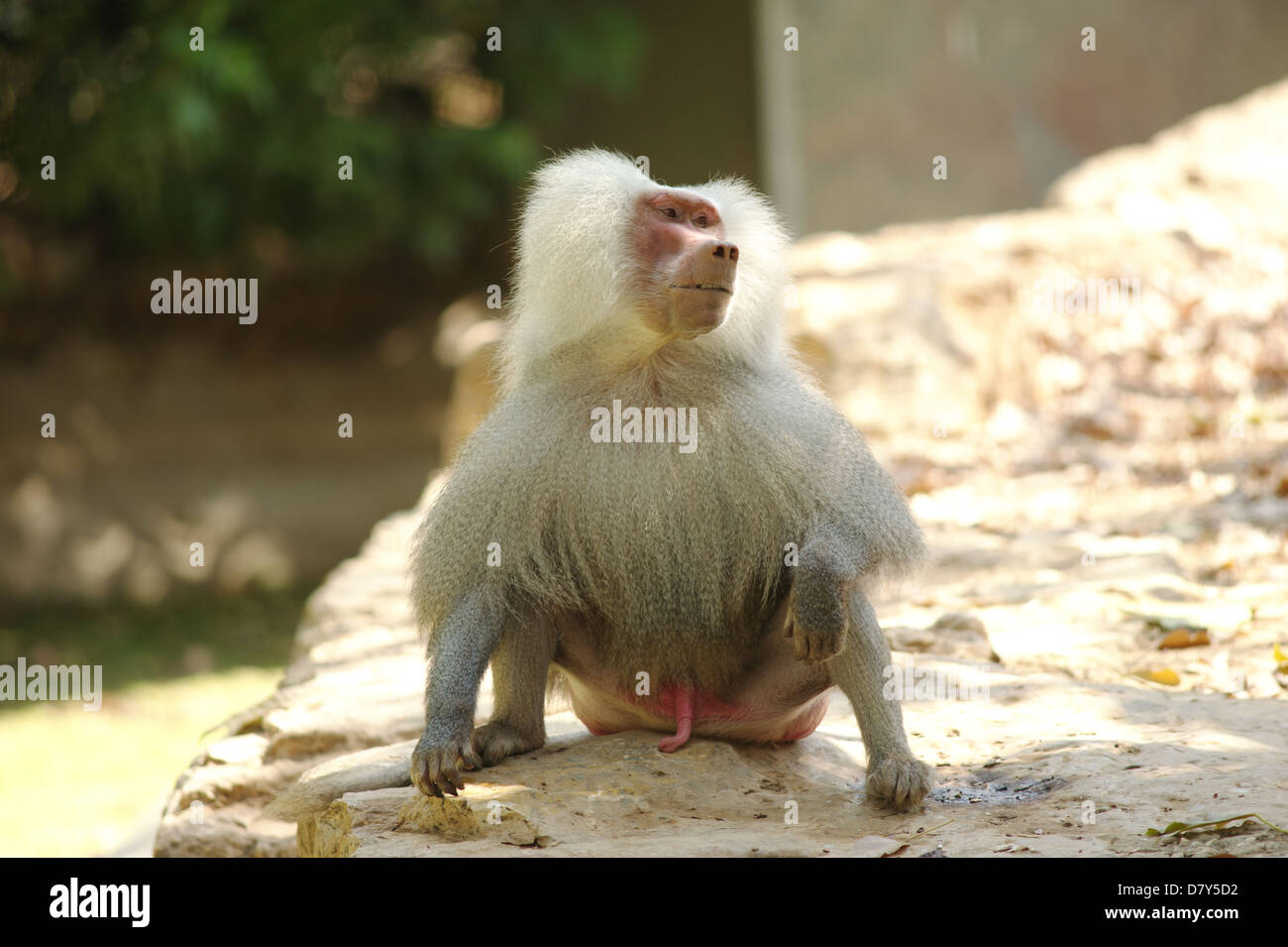 white monkey in zoo Stock Photo - Alamy