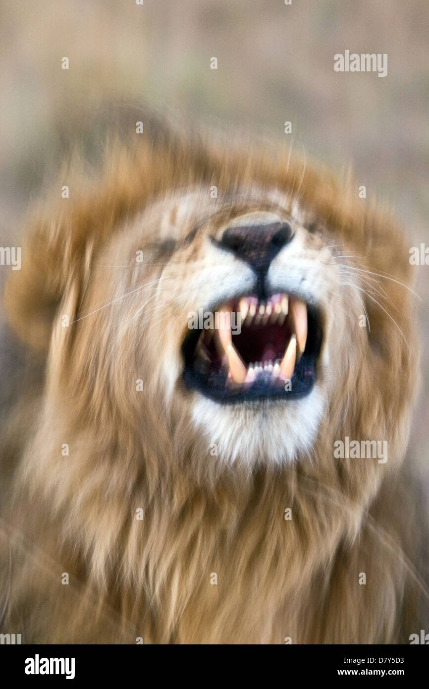 Lion hissing hi-res stock photography and images - Alamy