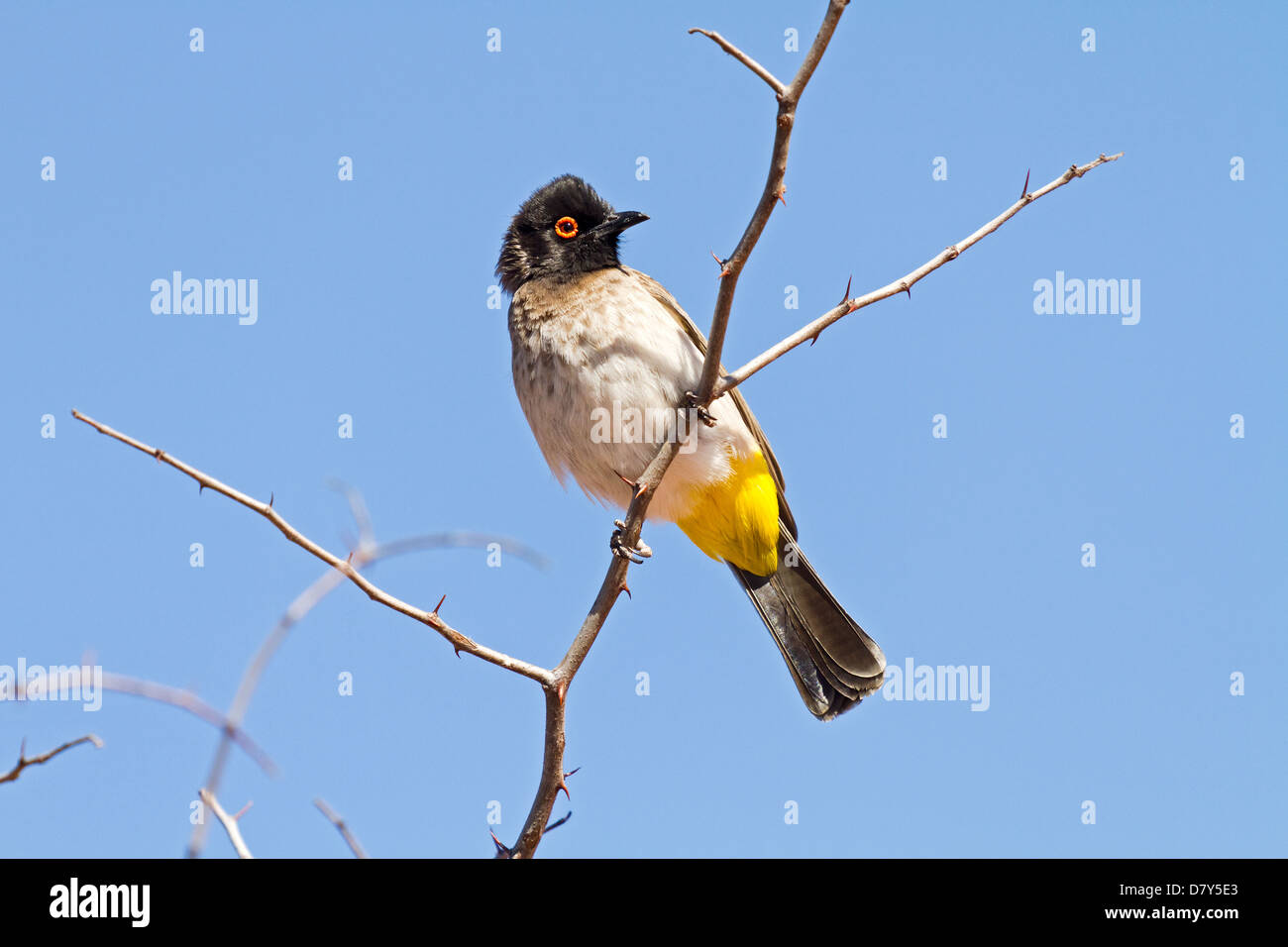 African red-eyed bulbul Stock Photo - Alamy