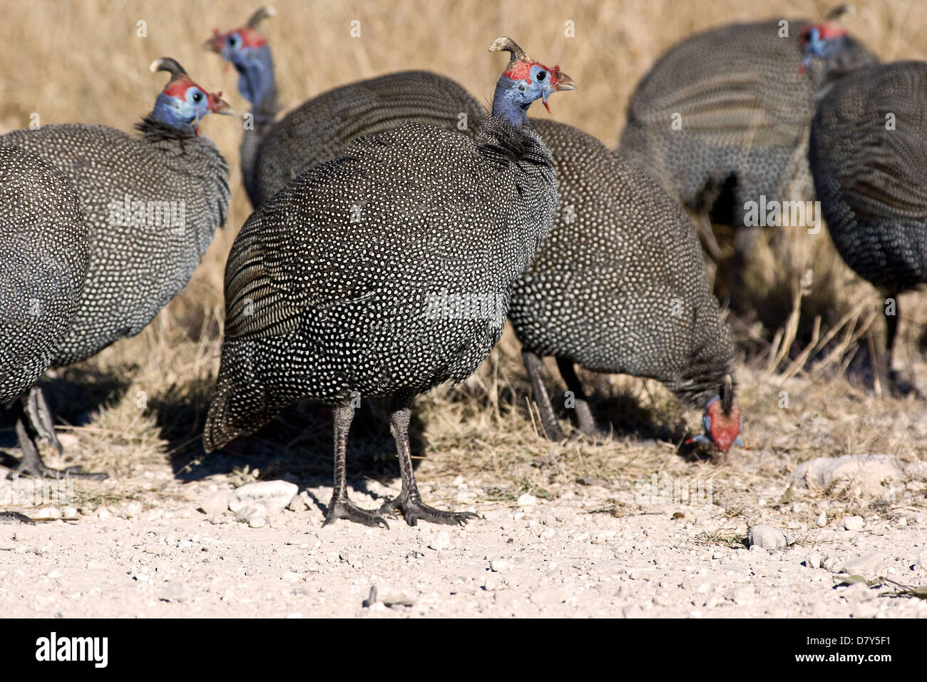 Guinea fowl behavior hi-res stock photography and images - Alamy
