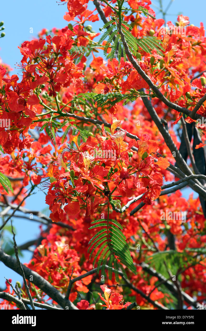 Full flora hi-res stock photography and images - Alamy