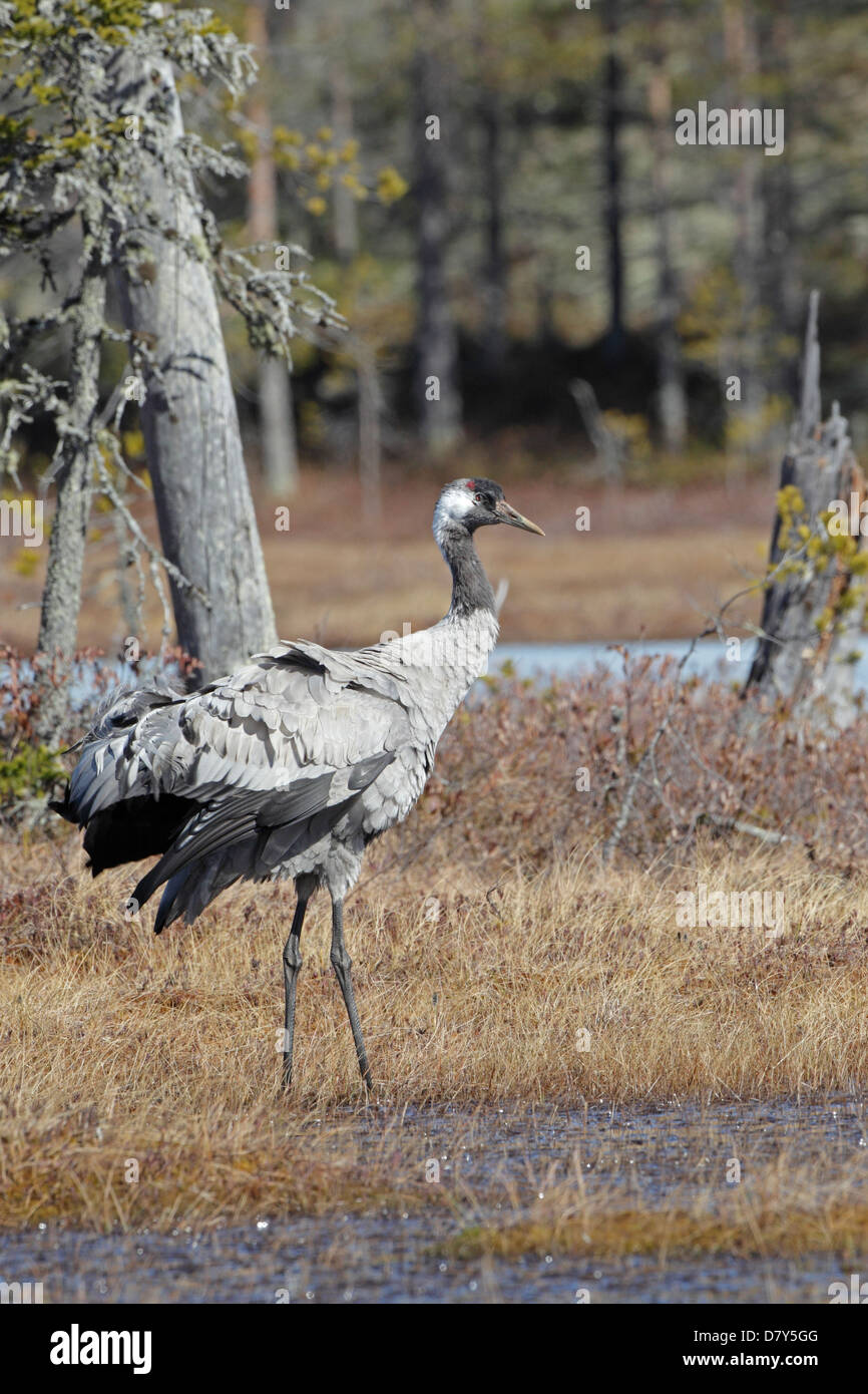 Common Crane on a swamp in Finland Stock Photo - Alamy
