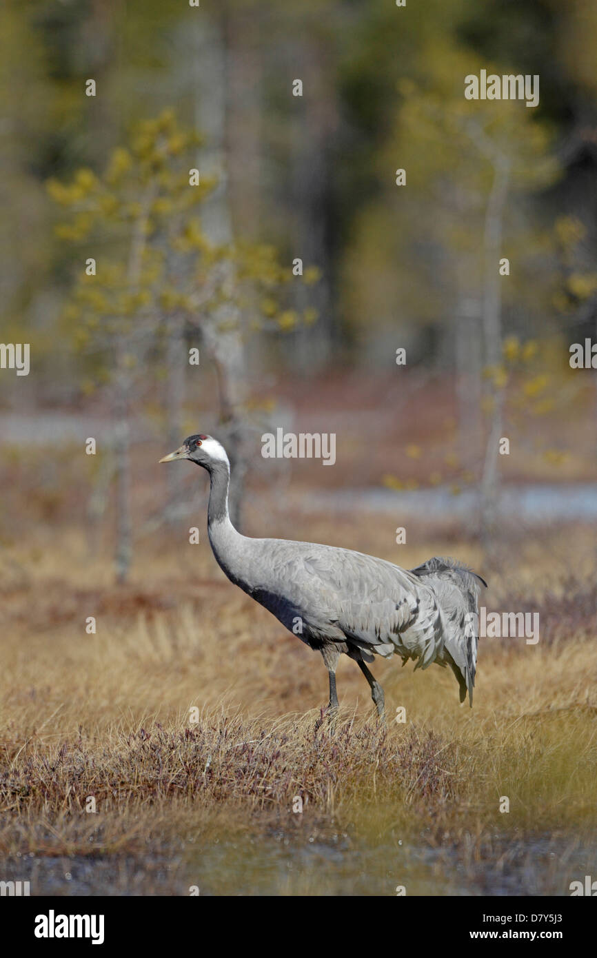 Common Crane on a swamp in Finland Stock Photo - Alamy